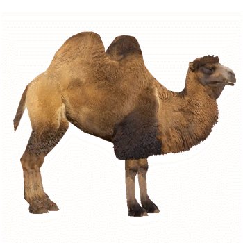 Camel (Real Life) | Power Level World Wiki | Fandom