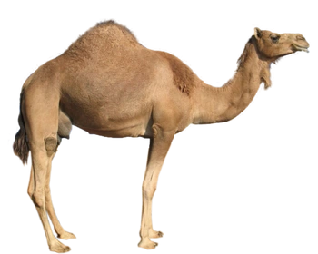 Camel (Real Life) | Power Level World Wiki | Fandom
