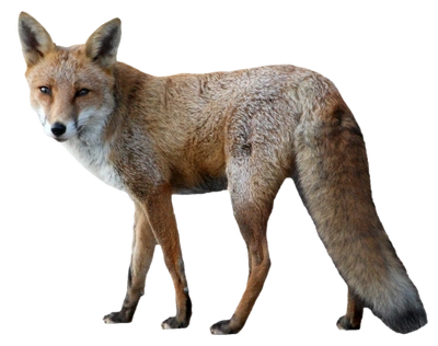 Red Fox (Real Life) | Power Level World Wiki | Fandom
