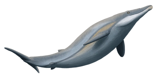 Dorudon (Real Life) | Power Level World Wiki | Fandom