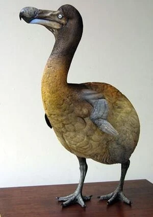 Dodo (Real Life) | Power Level World Wiki | Fandom