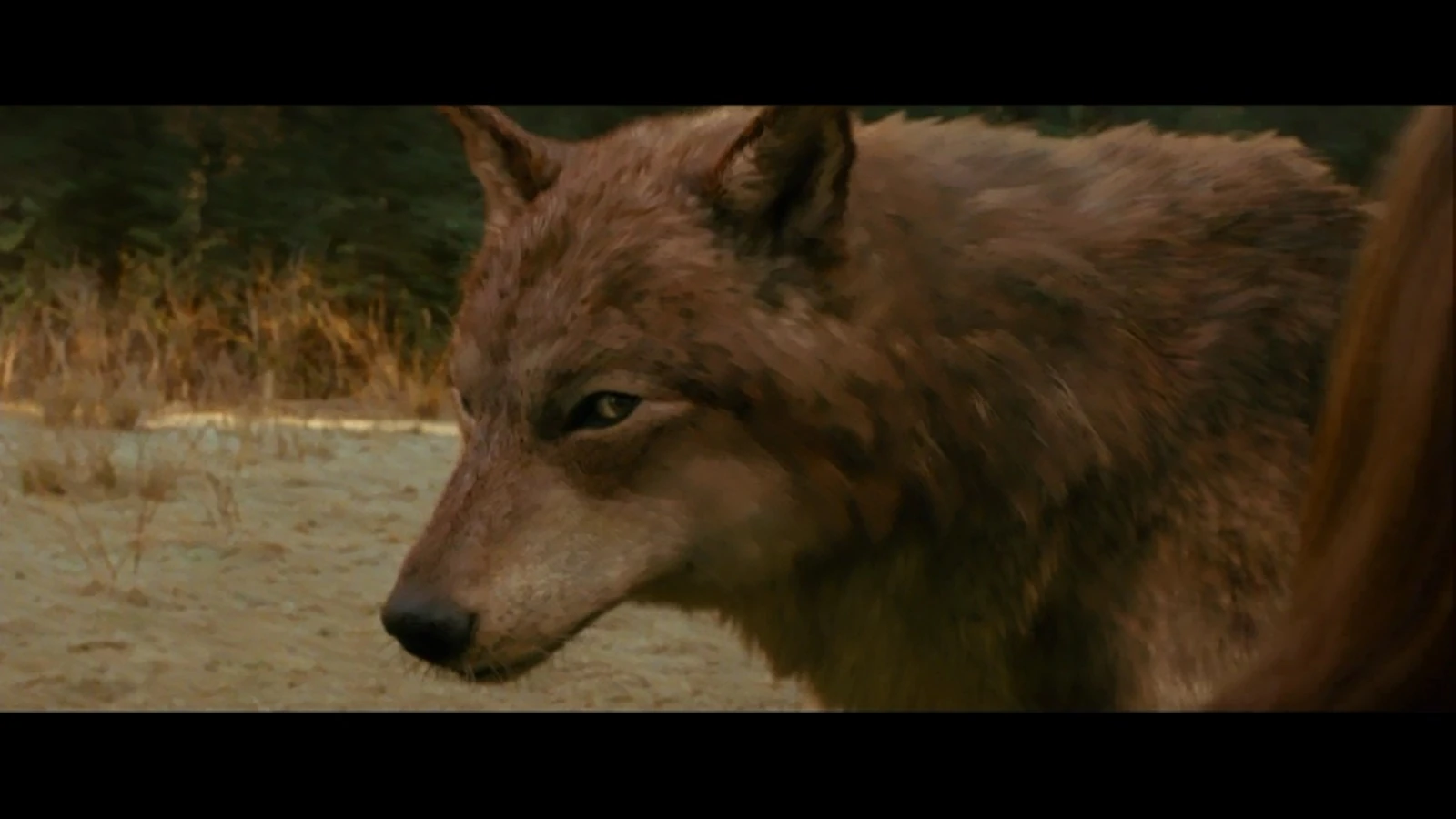 Jacob Black Werewolf Transformation