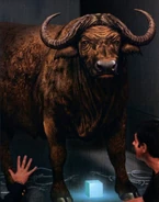 Beastwere Physiology | Superpower Wiki | Fandom