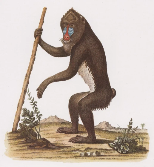 Mandrill Physiology | Superpower Wiki | Fandom