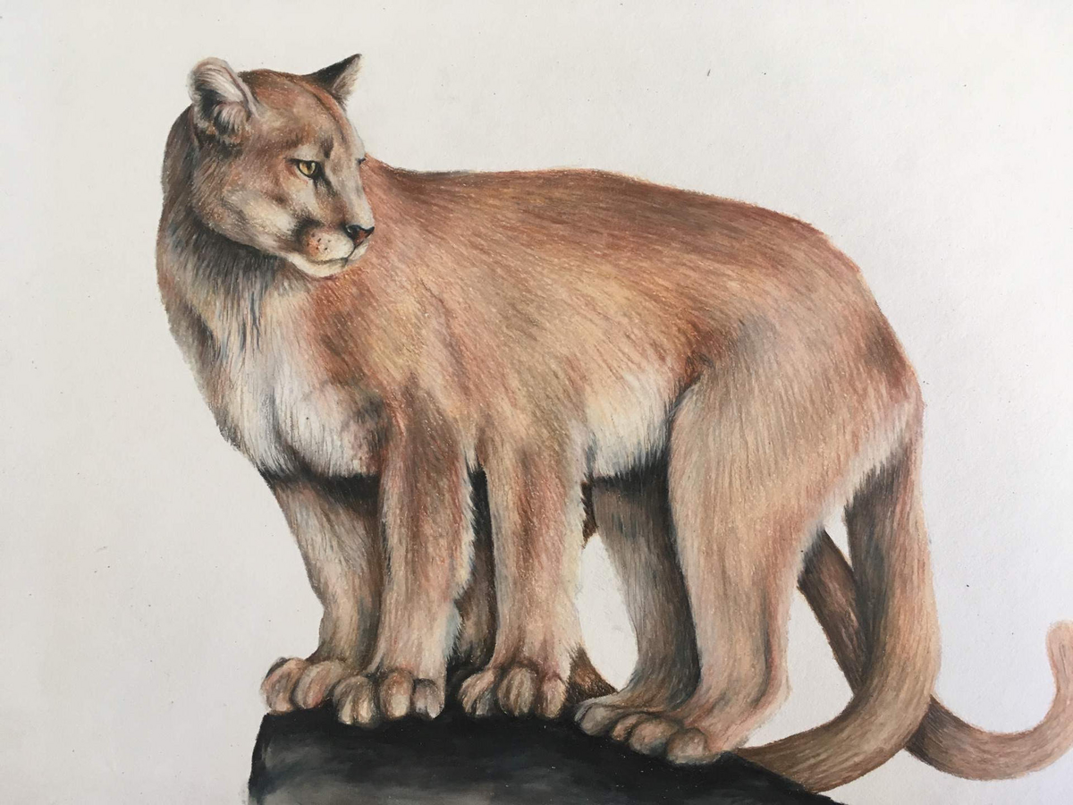 Wampus Cat Physiology Superpower Wiki Fandom