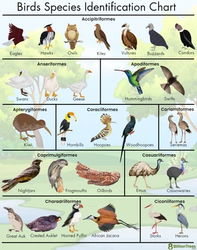 aves animals