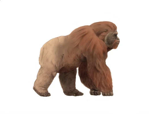 Gigantopithecus Physiology | Superpower Wiki | Fandom