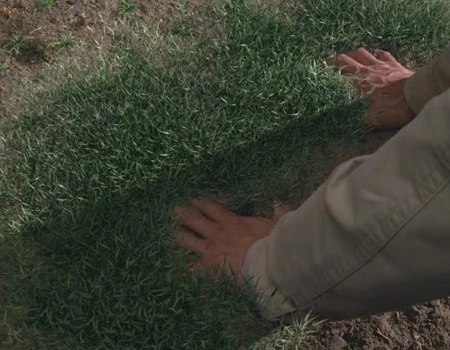 Grass Generation | Superpower Wiki | Fandom