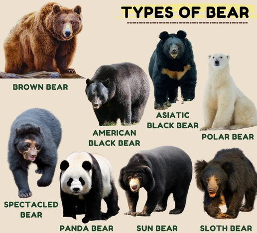 Ursine Physiology | Superpower Wiki | Fandom