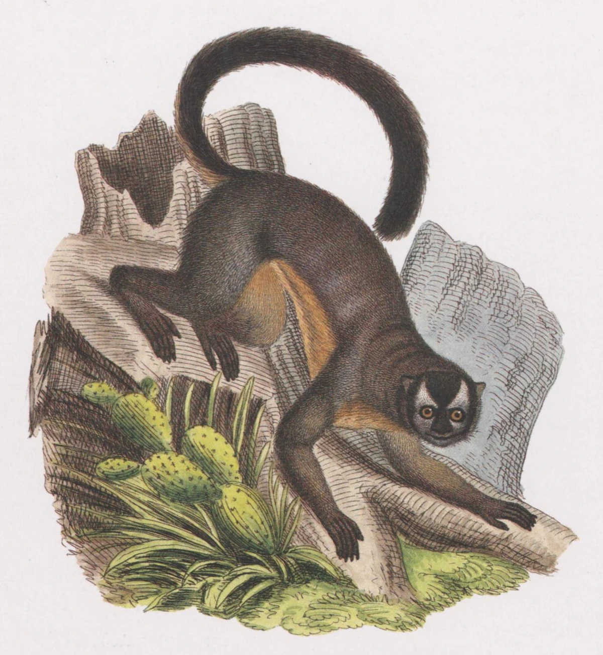 Fanon:Night Monkey Physiology | Superpower Wiki | Fandom