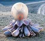 Energy Lifeform Kuragen | RangerWiki | Fandom