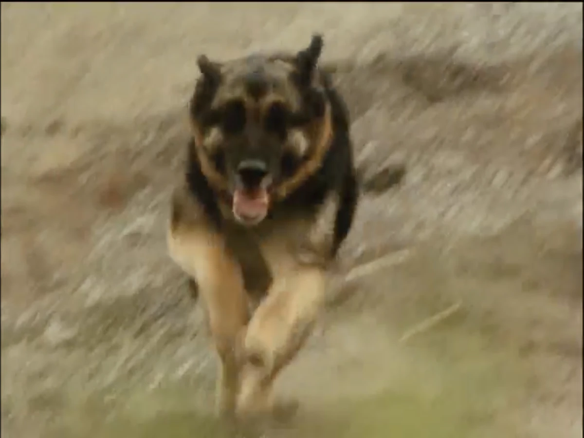 Dog of the Gods | RangerWiki | Fandom
