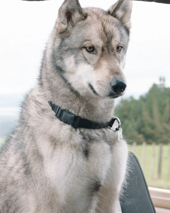 Kody | RangerWiki | Fandom