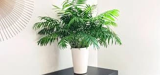 The Plants Poison | Power Rangers Fanon Wiki | Fandom