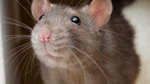 Rat | Power Rangers Fanon Wiki | Fandom