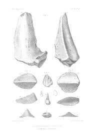 Acanthopholis | PPBA Wiki | Fandom