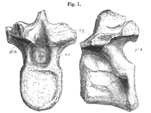 Acanthopholis | PPBA Wiki | Fandom