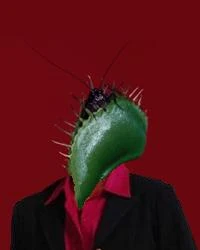 Venus Flytrap | PPC Wiki | Fandom