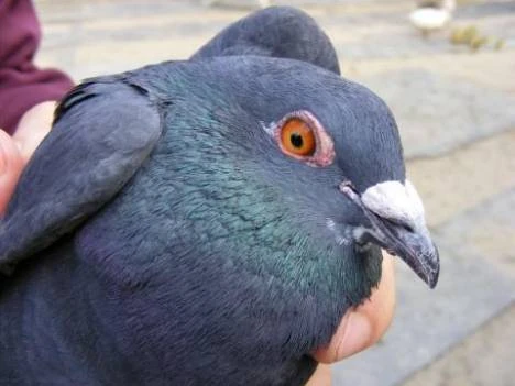 User blog:KittyNoodles/Thoughts on the City of Lovers - and Giant ...