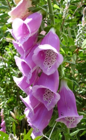 Foxglove Official | PPC Wiki | Fandom