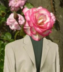 Sub Rosa | PPC Wiki | Fandom