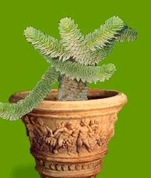 Bonsai Monkey Puzzle Tree | PPC Wiki | Fandom