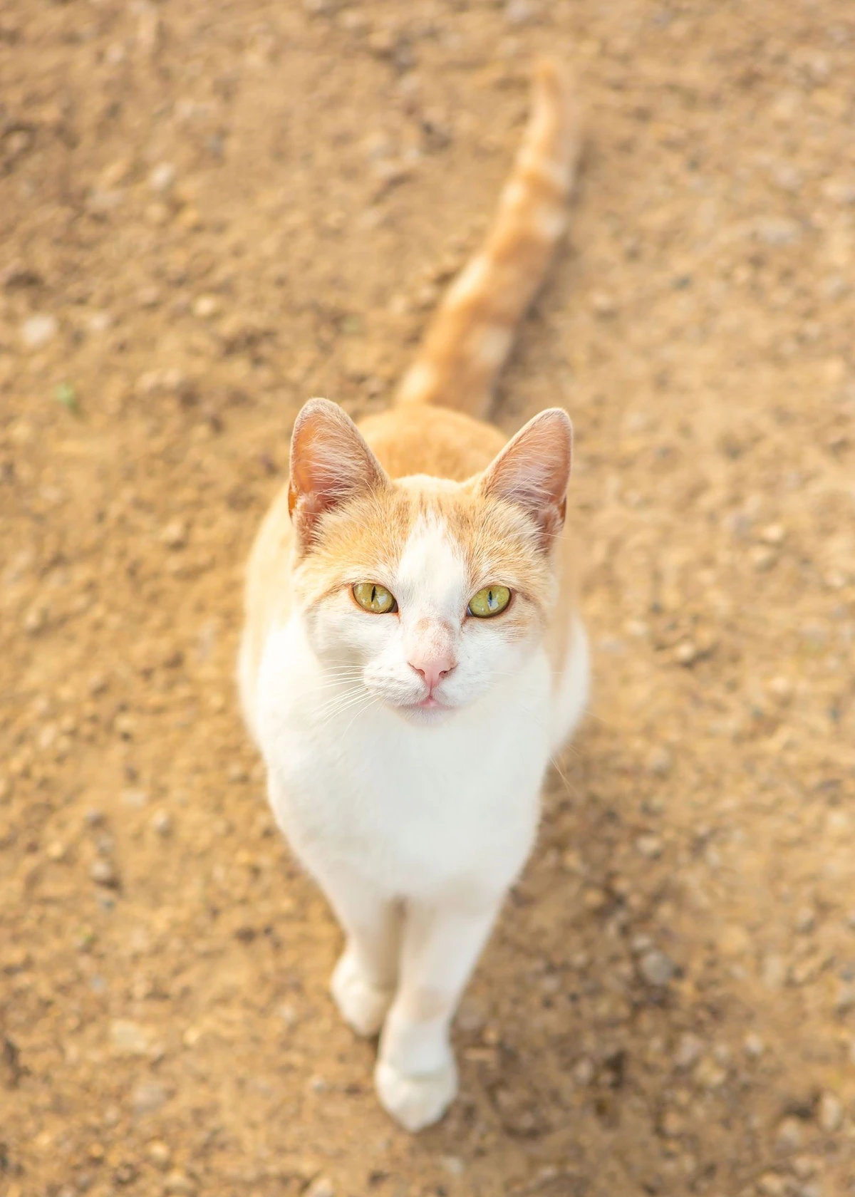 Snowywillow | PPWC Wiki | Fandom