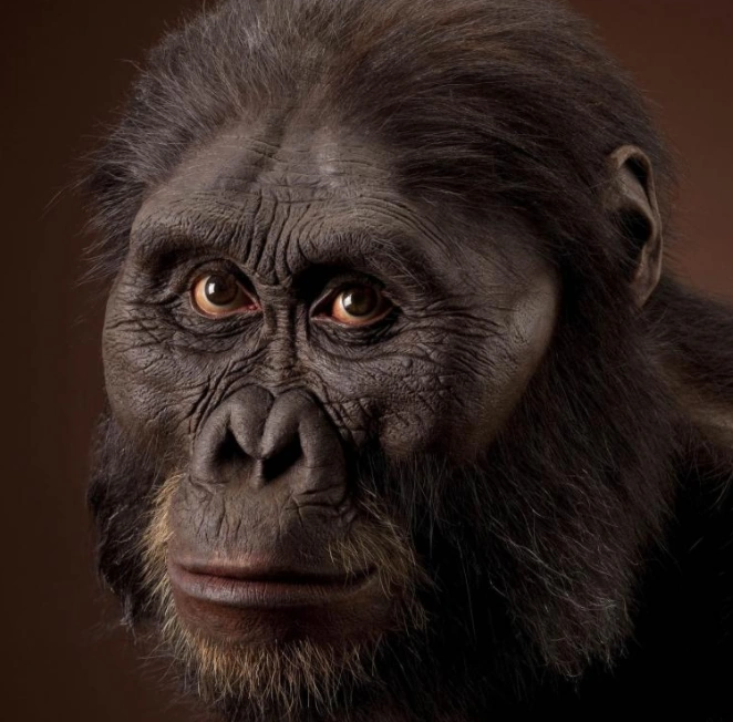 Australopithecus Afarensis | Prähistorische Lebewesen und Erdzeitalter Wiki | Fandom