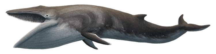 Eobalaenoptera harrisoni | Prähistorische Lebewesen und Erdzeitalter ...