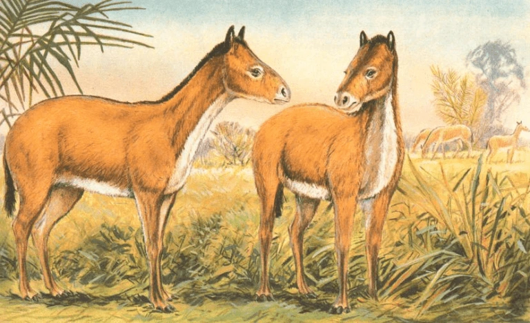 Parahippus | Prähistorische Lebewesen und Erdzeitalter Wiki | Fandom