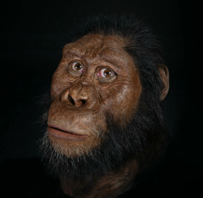 Australopithecus Anamensis | Prähistorische Lebewesen und Erdzeitalter Wiki | Fandom