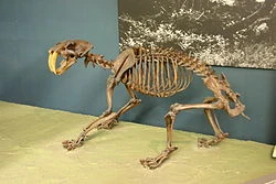 Smilodon | Pre-history Wiki | Fandom