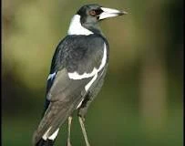 What eats Magpies? | PredatorOrPrey Wiki | Fandom