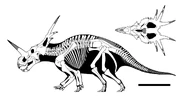 Styracosaurus | Prehistoria Wiki | Fandom