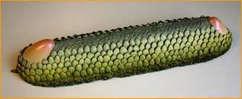 Halkieria | Prehistoryczna Wiki | Fandom