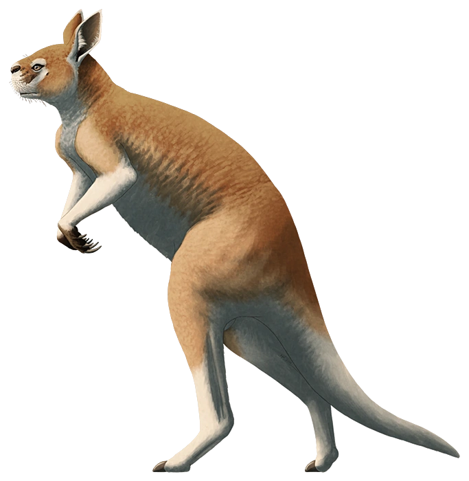 Procoptodon | Prehistoric Animals Wiki | Fandom