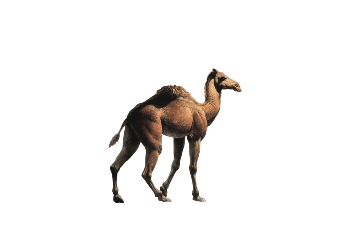 Megacamelus | Prehistoric Animals Wiki | Fandom