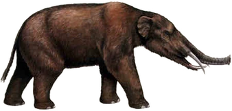 Gomphotherium | Prehistoric Animals Wiki | Fandom