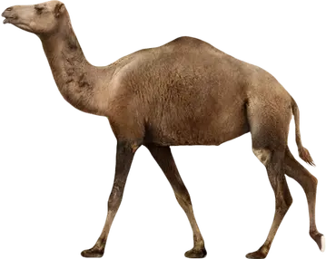 Camelops | Prehistoric Animals Wiki | Fandom