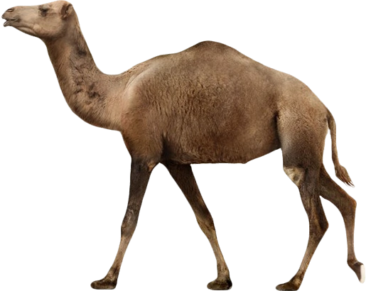 Camelops | Prehistoric Animals Wiki | Fandom