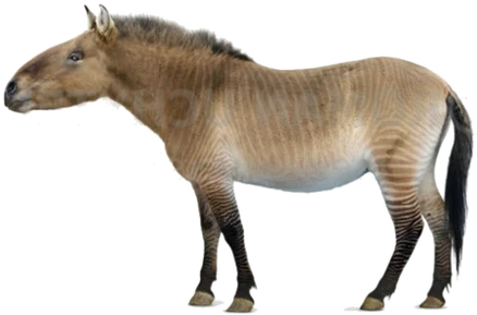 Hippidon | Prehistoric Animals Wiki | Fandom