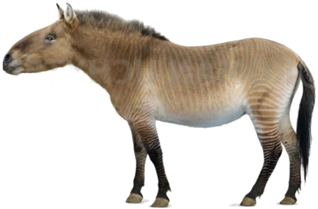 Hippidon | Prehistoric Animals Wiki | Fandom