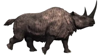 Woolly Rhinoceros | Prehistoric Animals Wiki | Fandom