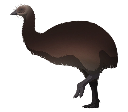 Elephant Bird Madagascar Extinct Animals Animals Prehistoric Animals