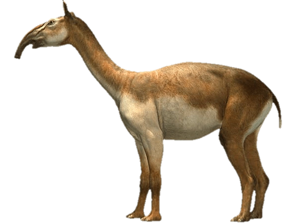 Macrauchenia | Prehistoric Animals Wiki | Fandom