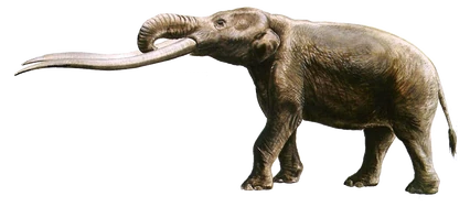 Anancus | Prehistoric Animals Wiki | Fandom
