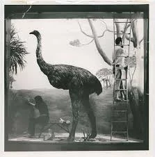 Giant Moa | Prehistoric Creatures and dinosaurs Wiki | Fandom