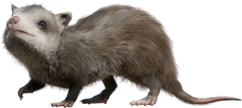 Alphadon | Prehistoric Dinosaurs Wiki | Fandom