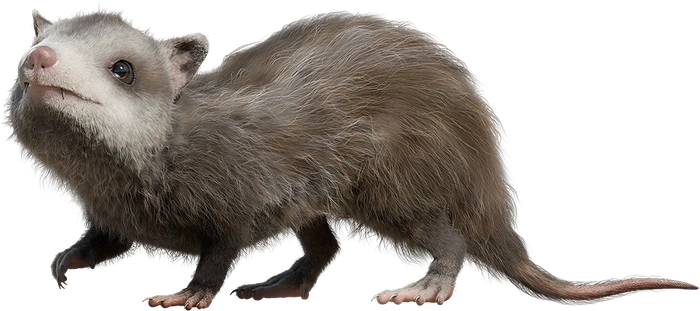 Alphadon | Prehistoric Dinosaurs Wiki | Fandom