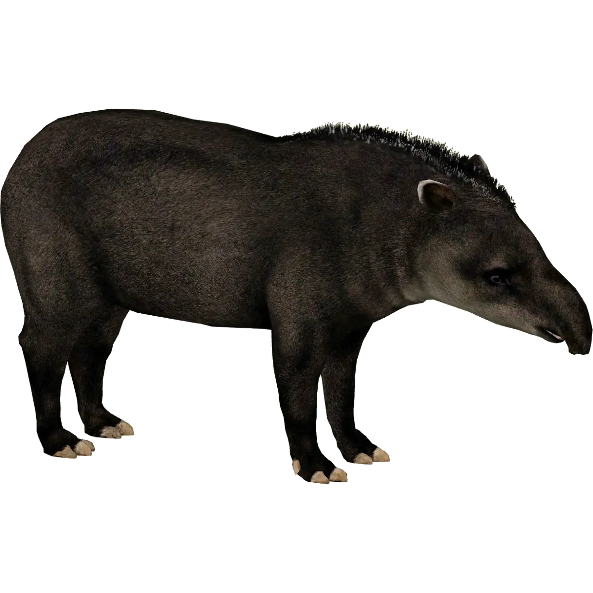 Vezinotherium (Prehistoric Tapir) | Prehistoric Dinosaurs Wiki | Fandom